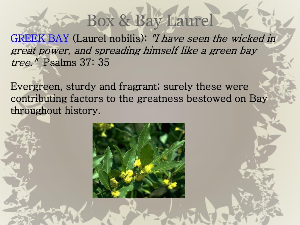 PPT - Herbs of the Bible PowerPoint Presentation, free download - ID ...