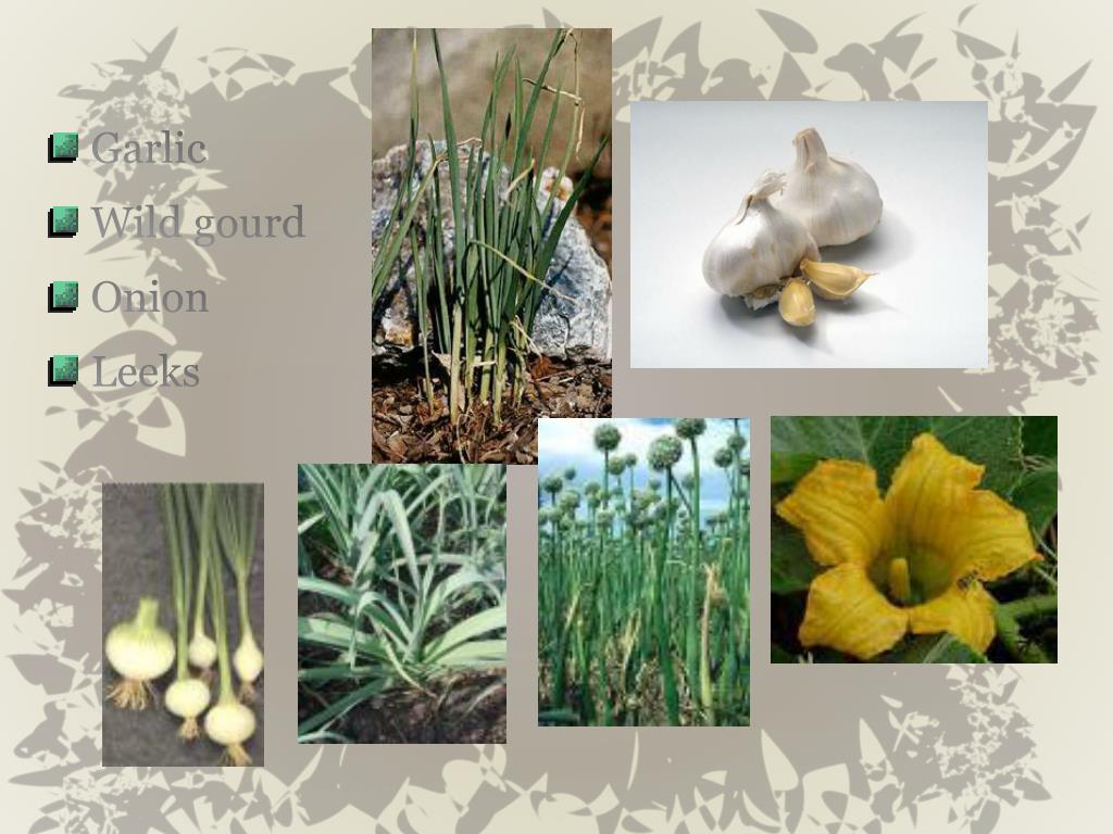 PPT - Herbs of the Bible PowerPoint Presentation, free download - ID ...