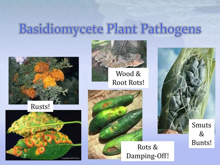 PPT - Basidiomycete Plant Pathogens PowerPoint Presentation, free ...