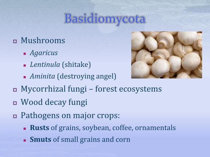 PPT - Basidiomycete Plant Pathogens PowerPoint Presentation - ID:1609422