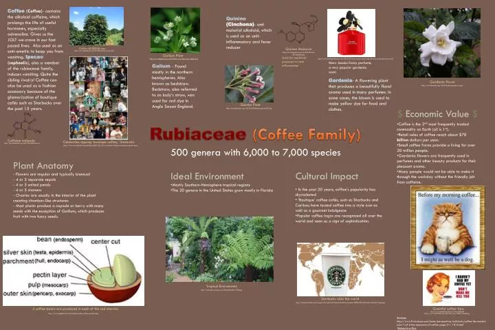 PPT - Rubiaceae (Coffee Family) PowerPoint Presentation, free download - ID:1609908