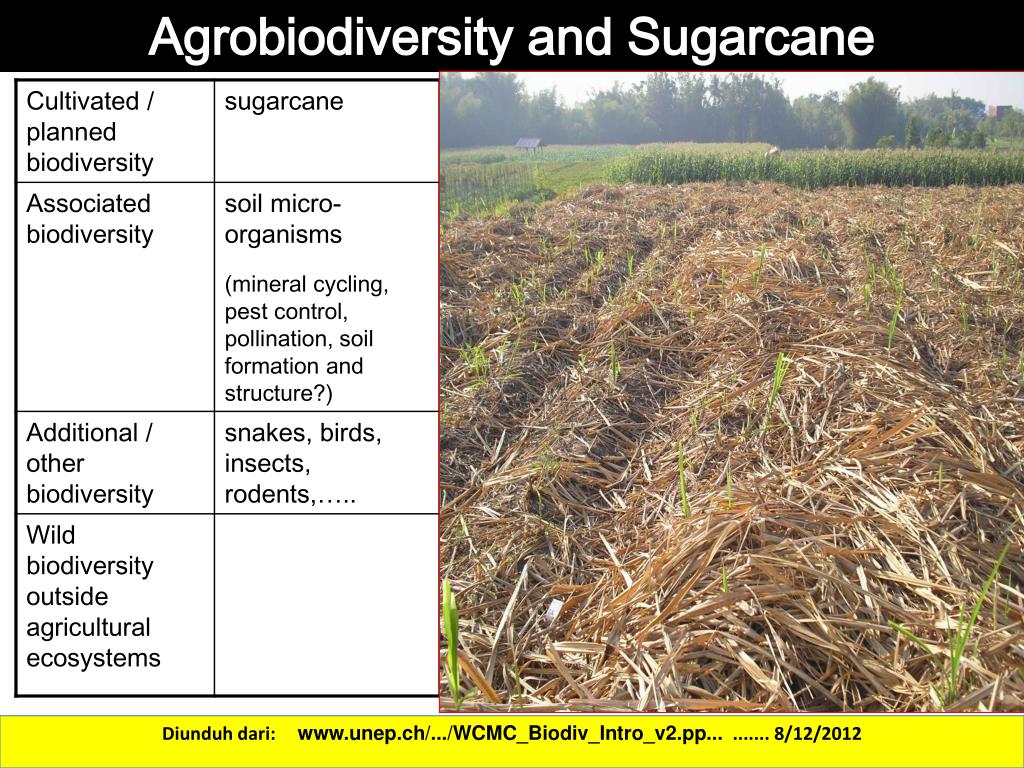 PPT - PENGELOLAAN BIODIVERSITAS AGROEKOSISTEM PowerPoint Presentation ...