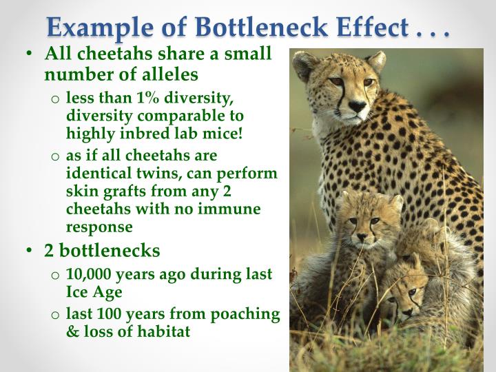 PPT - The Evolution of Populations Chapter 23 PowerPoint Presentation ...