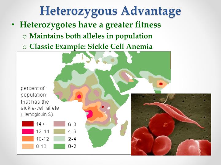 PPT - The Evolution of Populations Chapter 23 PowerPoint Presentation ...