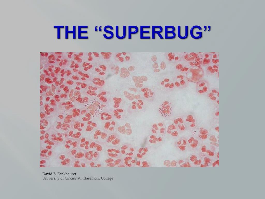 PPT - Sex and the Superbug: Next Steps in Dealing with Multi-drug Resistant Gonorrhea in ...