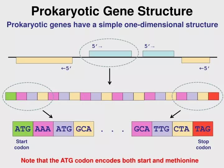 PPT - Prokaryotic Gene Structure PowerPoint Presentation, free download ... PPT - Prokaryotic Gene Structure PowerPoint Presentation, free download ...