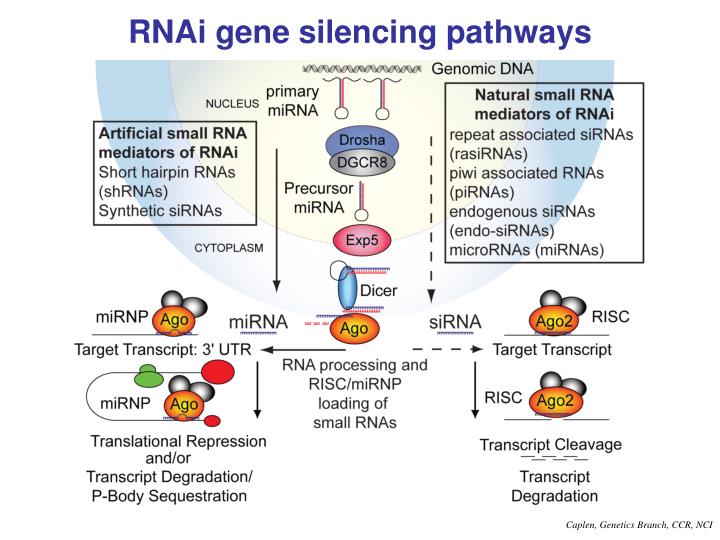 PPT - RNA interference (RNAi) Natasha Caplen Gene Silencing Section ...