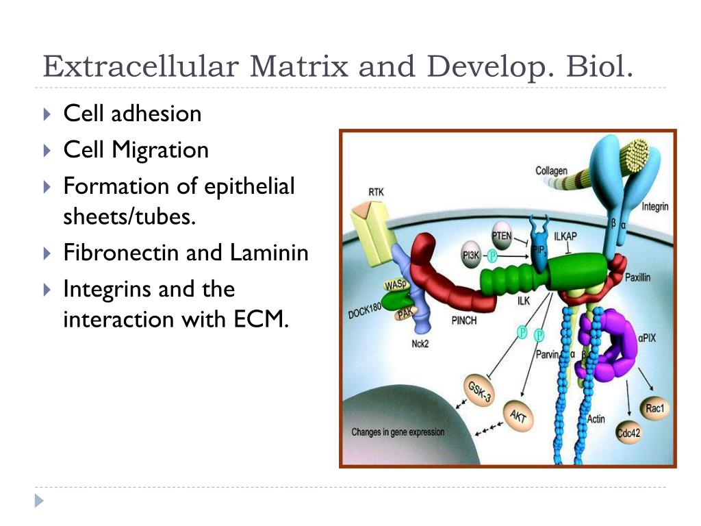 PPT - Cell-Cell Communication PowerPoint Presentation, free download ... PPT - Cell-Cell Communication PowerPoint Presentation, free download ...