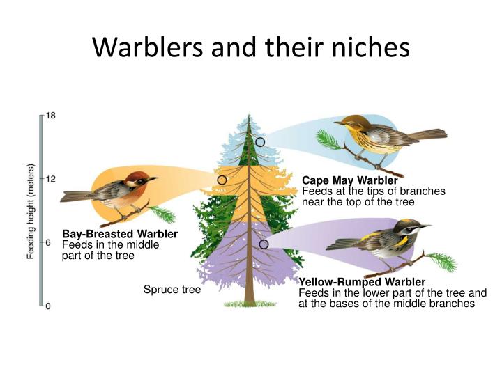 PPT - Adaptations & Biomes PowerPoint Presentation - ID:1619013