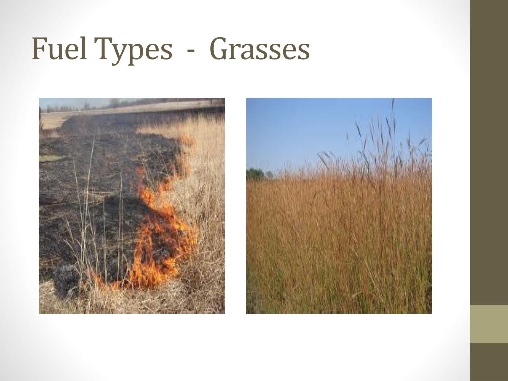 PPT - Wendy Gandy Resource Specialist Texas Forest Service PowerPoint ...