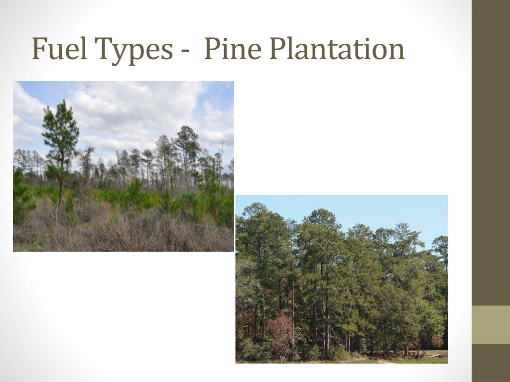 PPT - Wendy Gandy Resource Specialist Texas Forest Service PowerPoint ...