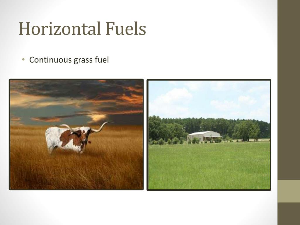 PPT - Wendy Gandy Resource Specialist Texas Forest Service PowerPoint ...