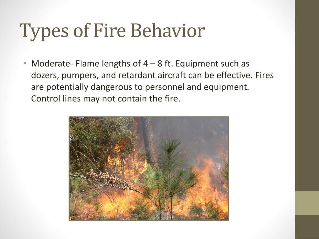 PPT - Wendy Gandy Resource Specialist Texas Forest Service PowerPoint ...