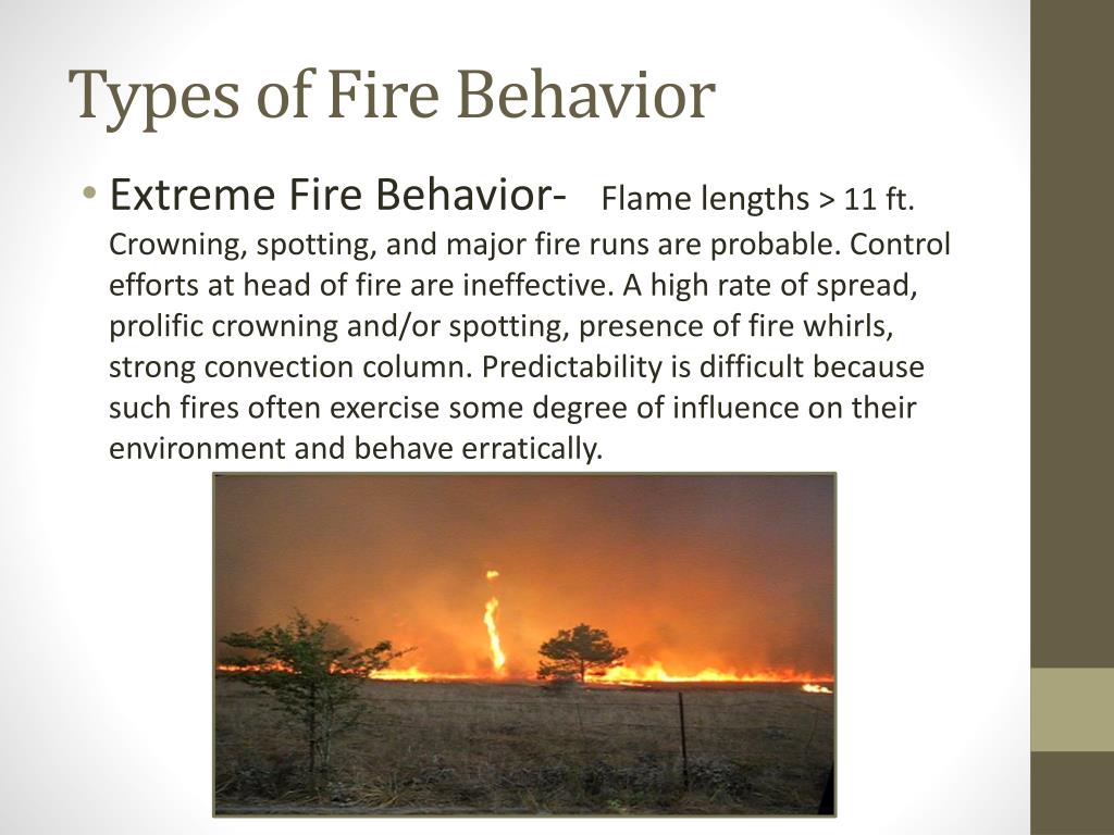 PPT - Wendy Gandy Resource Specialist Texas Forest Service PowerPoint ...