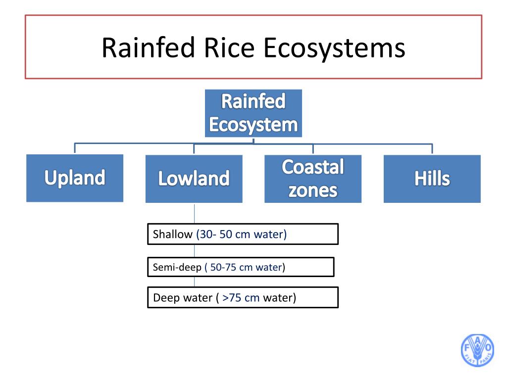 PPT - Sustainable Intensification of Rice Production in Rainfed Lowland ...