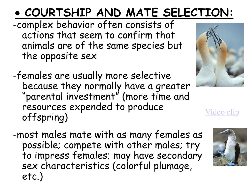 PPT - Ch 51: Behavioral Biology (aka: Ethology) PowerPoint Presentation ...