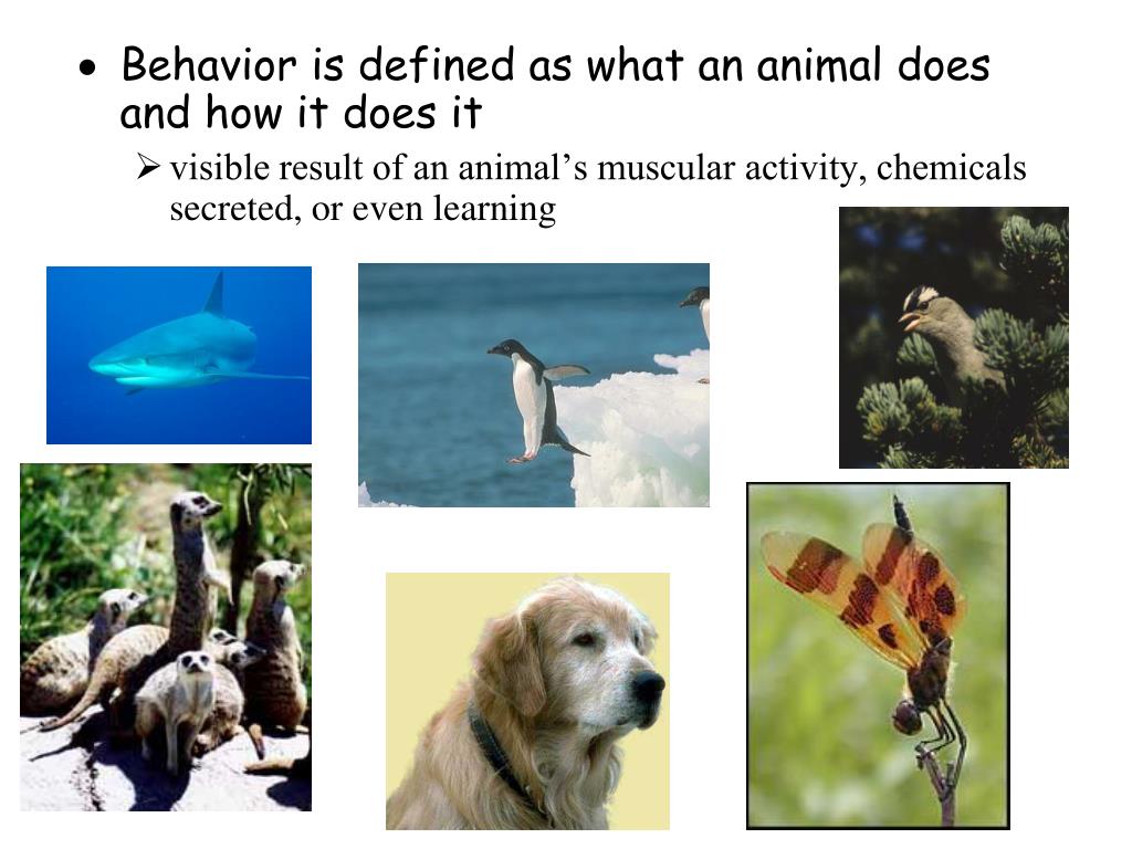 PPT - Ch 51: Behavioral Biology (aka: Ethology) PowerPoint Presentation ...
