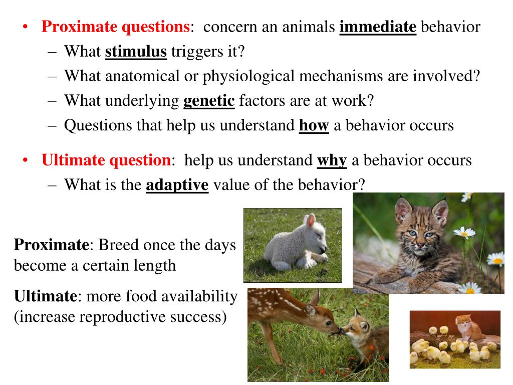 PPT - Ch 51: Behavioral Biology (aka: Ethology) PowerPoint Presentation ...