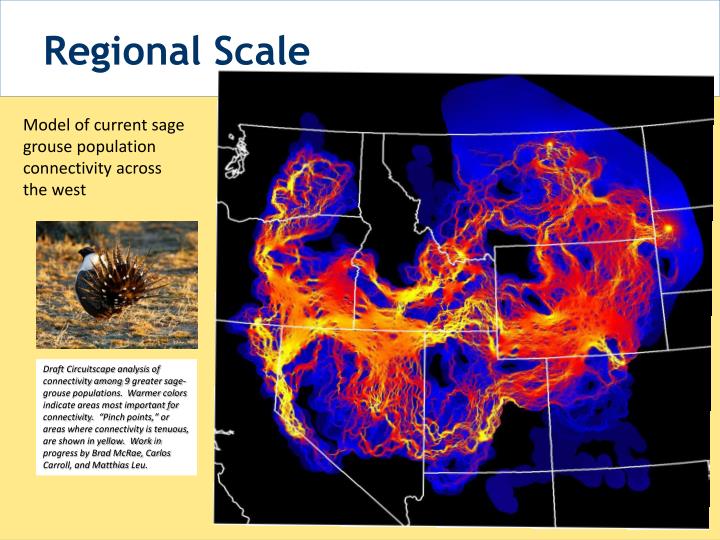 PPT - Wildlife Data for energy planning at multiple scales and stages ...
