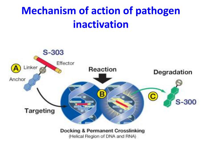 PPT - Pathogen inactivation New progress Antonio Piga ...