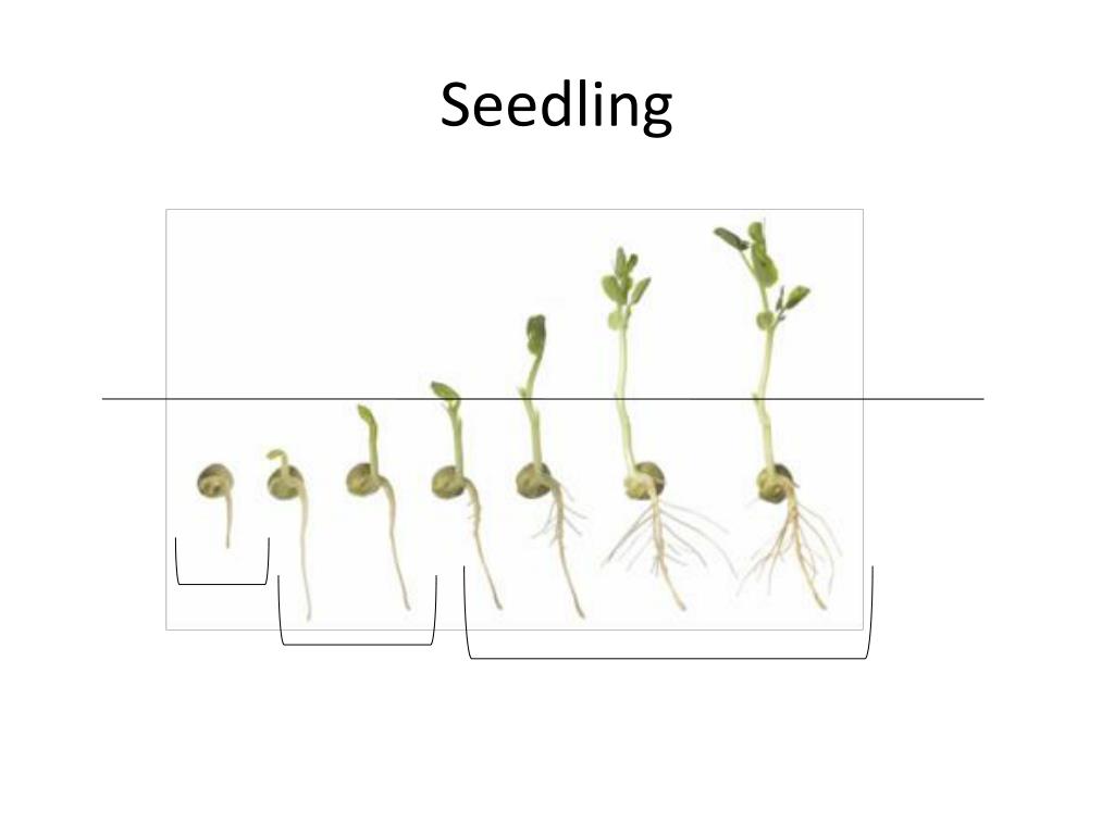 PPT - 10.18.10 Seedling Vocabulary PowerPoint Presentation, free ...