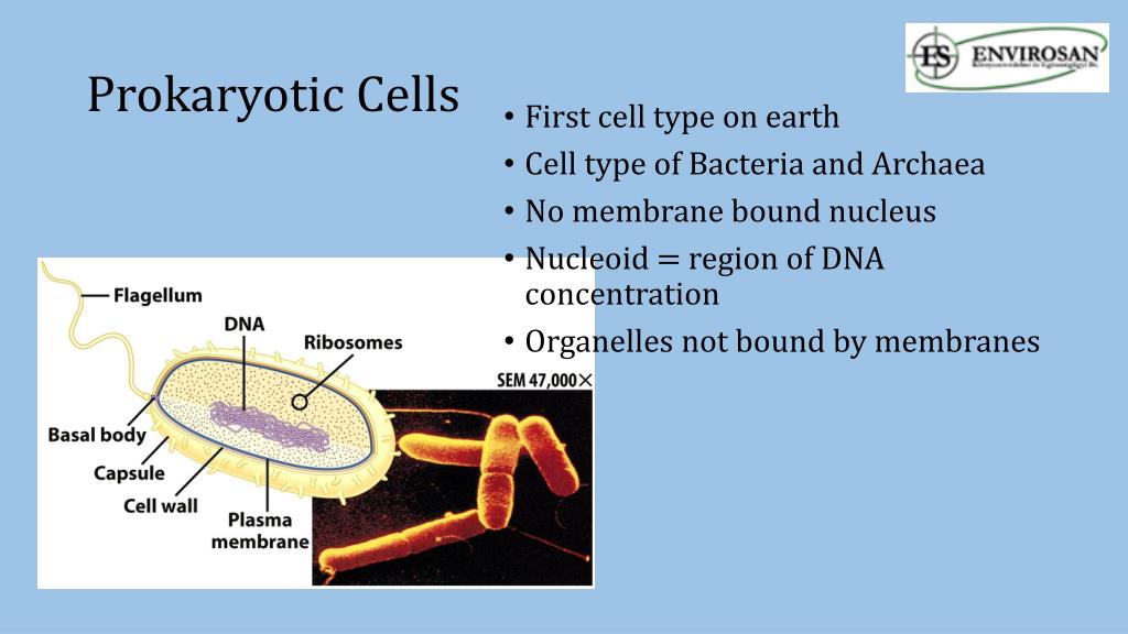 PPT - Industrial use of archaea for integrated Pollution Control-Waste ...