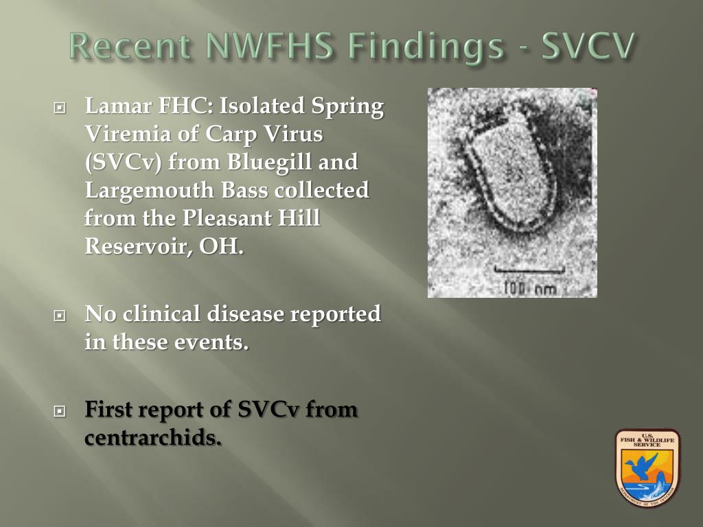 PPT - USFWS Fish Disease Surveillance in the Northeast PowerPoint ...
