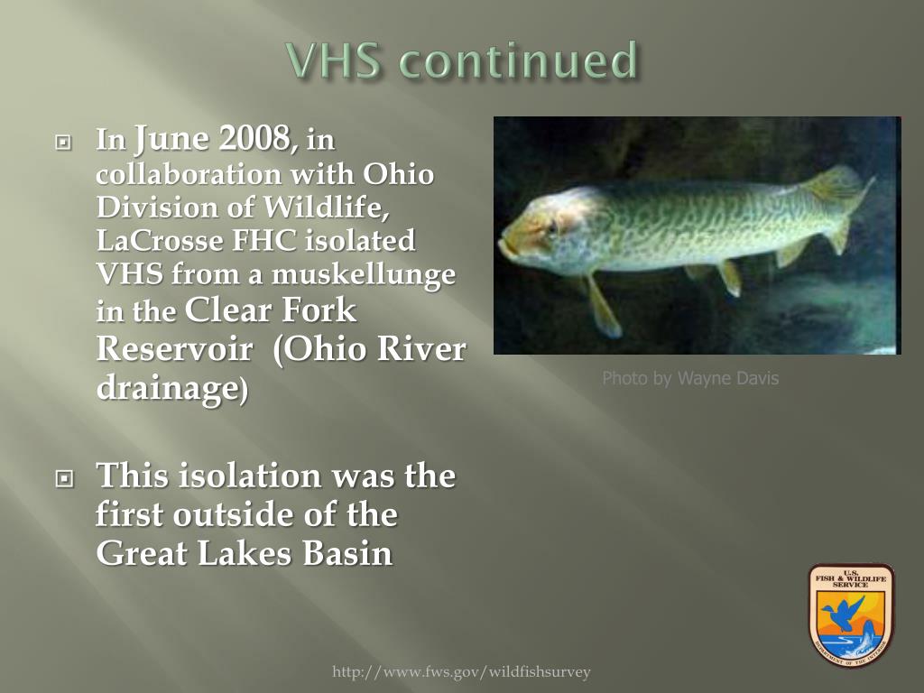 PPT - USFWS Fish Disease Surveillance in the Northeast PowerPoint ...
