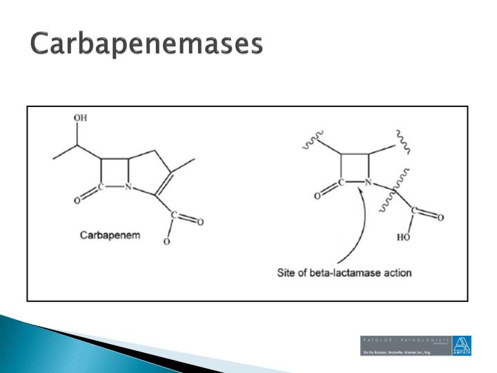 PPT - OXA and relevant superbugs PowerPoint Presentation - ID:1623142