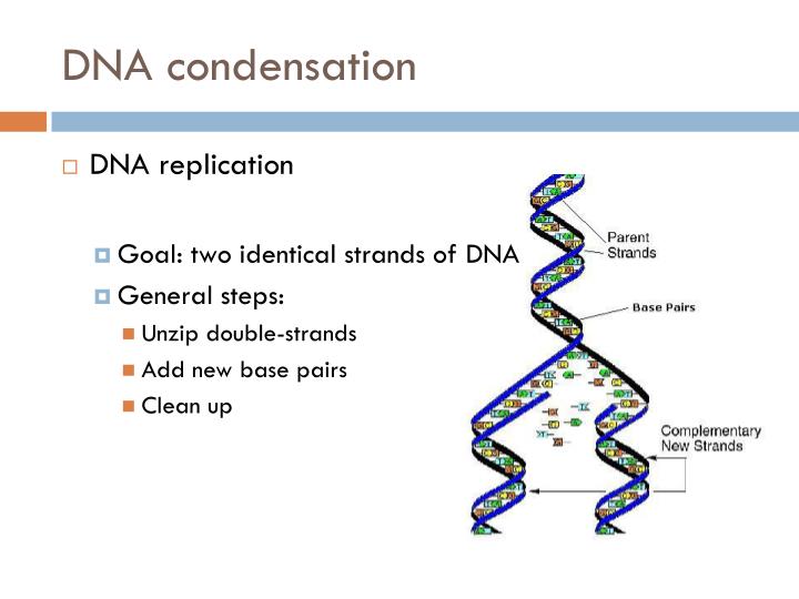 PPT - DNA and its Processes PowerPoint Presentation - ID:1624659