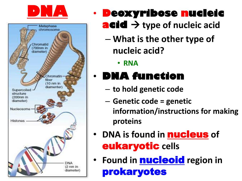Ppt Dna Deoxyribose Nucleic Acid The Genetic Material Powerpoint