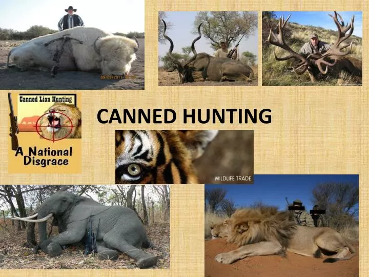 PPT - CANNED HUNTING PowerPoint Presentation, free download - ID:1629625