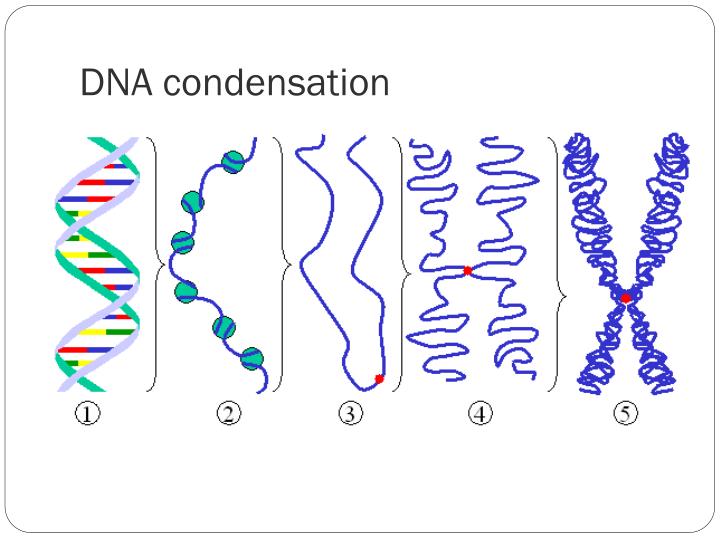 PPT - DNA, Chromosomes, and DNA Replication PowerPoint Presentation ...