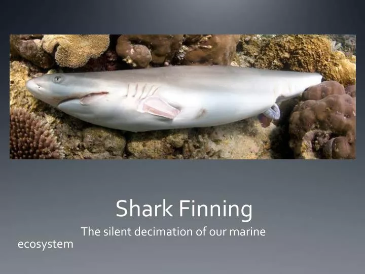 PPT - Shark Finning PowerPoint Presentation, free download - ID:1640060