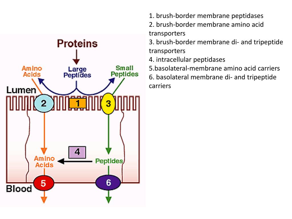 PPT - Protein Digestion and Peptide / Amino Acid Absorption PowerPoint ...