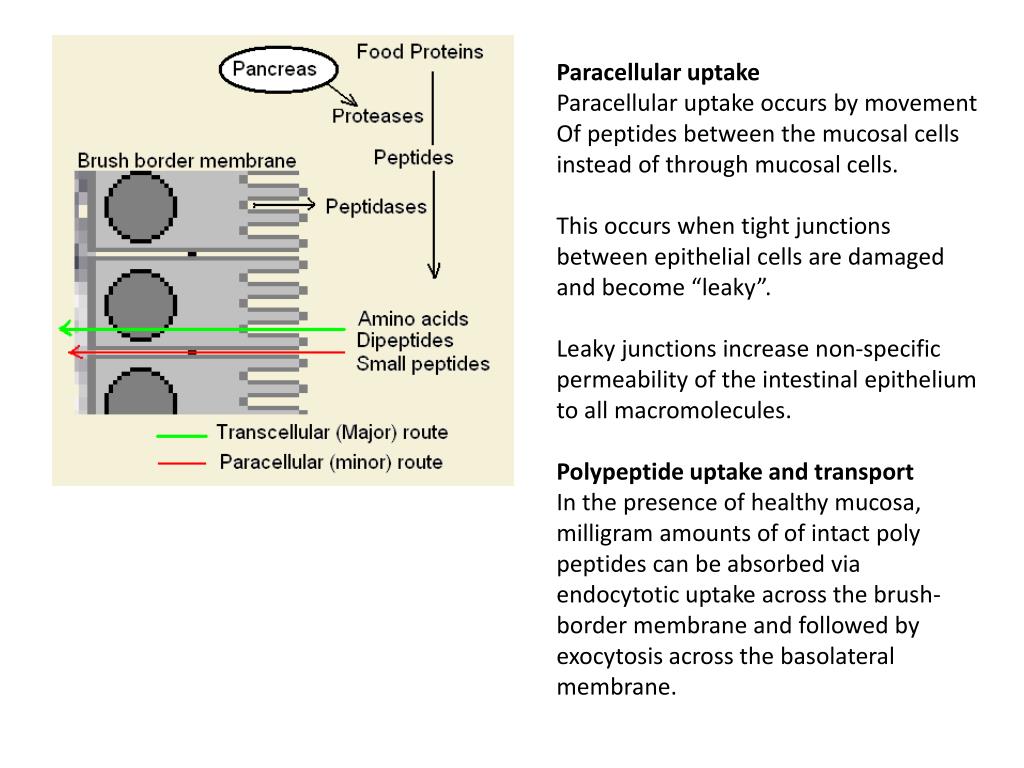 PPT - Protein Digestion and Peptide / Amino Acid Absorption PowerPoint ...