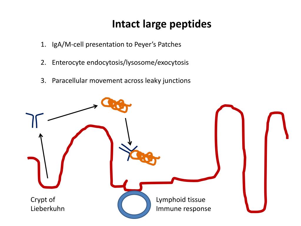 PPT - Protein Digestion and Peptide / Amino Acid Absorption PowerPoint ...