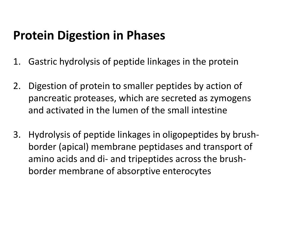 PPT - Protein Digestion and Peptide / Amino Acid Absorption PowerPoint ...