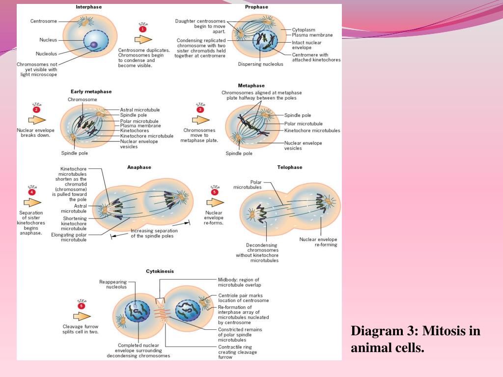 PPT - Know the stages of cellular division- mitosis and meiosis ...