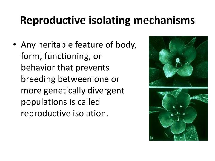 Reproductive Isolation