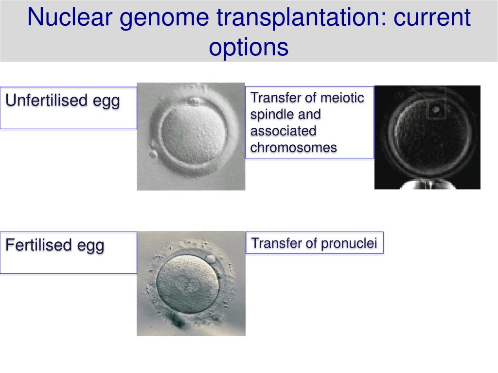 PPT - Potential of new reproductive technologies in reducing the risk ...