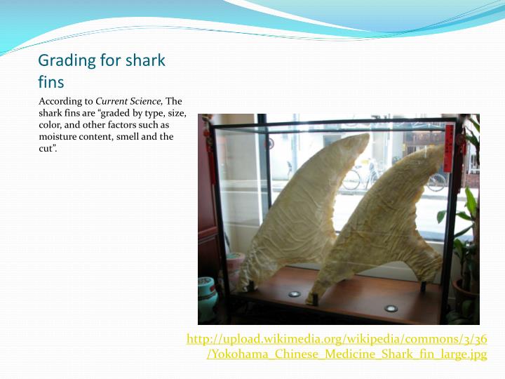 PPT - Shark finning PowerPoint Presentation - ID:1644365