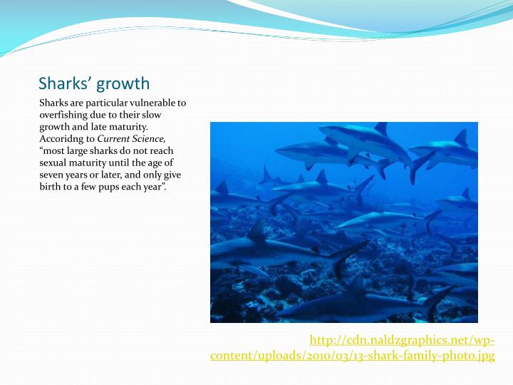 PPT - Shark finning PowerPoint Presentation - ID:1644365