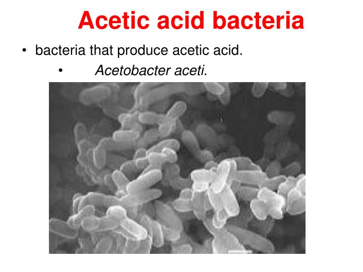 PPT - Food Biotechnology Dr. Kamal E. M. Elkahlout Food Microbiology 2 ...