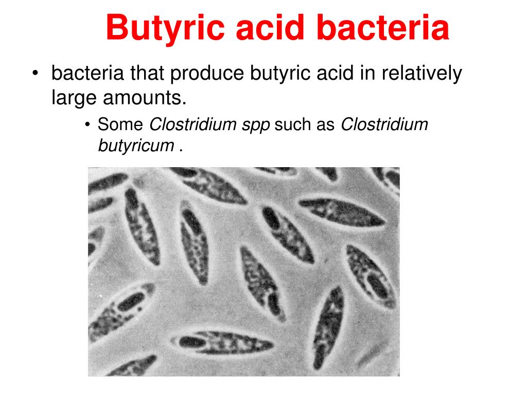 PPT - Food Biotechnology Dr. Kamal E. M. Elkahlout Food Microbiology 2 ...