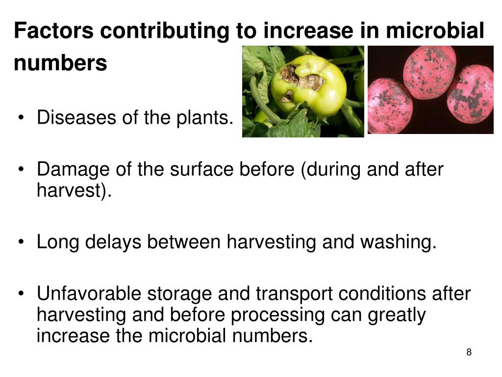 PPT - Food Biotechnology Dr. Kamal E. M. Elkahlout Food Microbiology 2 ...