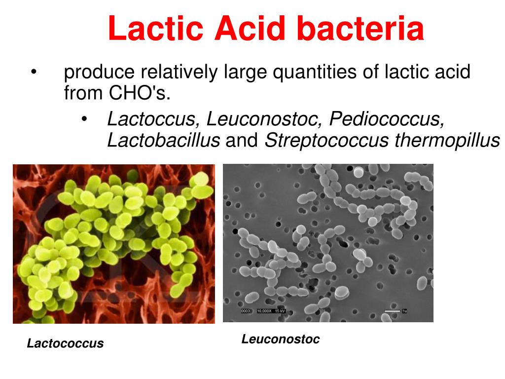 PPT - Food Biotechnology Dr. Kamal E. M. Elkahlout Food Microbiology 2 ...