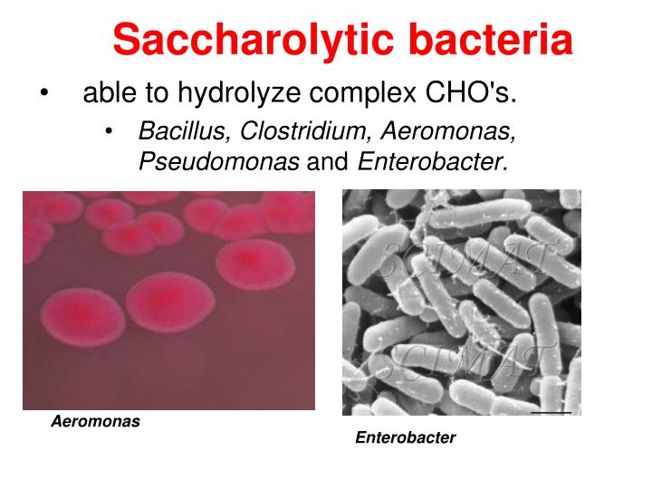 PPT - Food Biotechnology Dr. Kamal E. M. Elkahlout Food Microbiology 2 ...