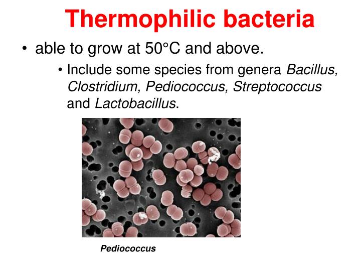 PPT - Food Biotechnology Dr. Kamal E. M. Elkahlout Food Microbiology 2 ...