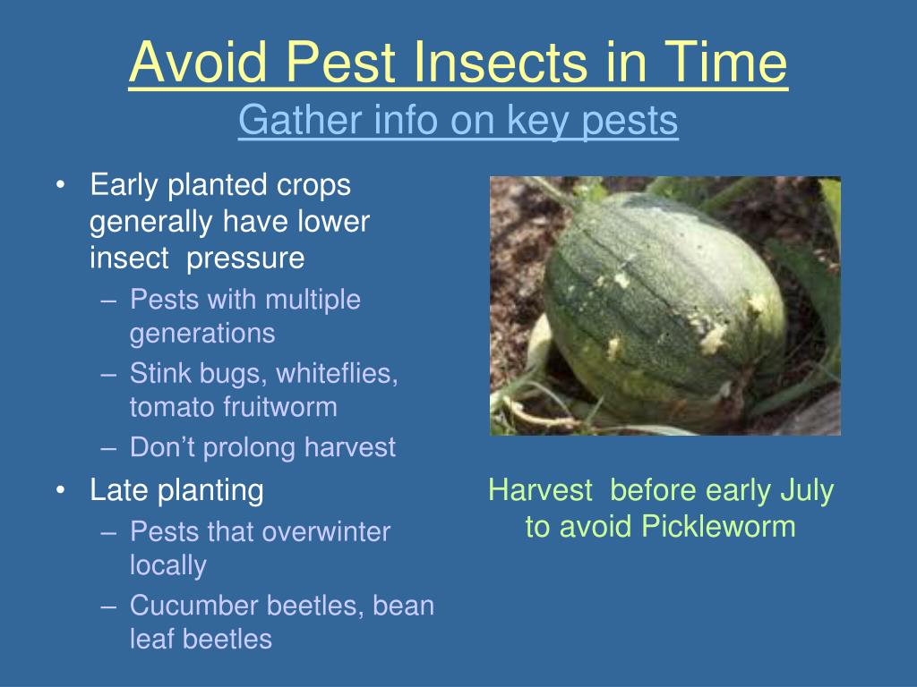PPT - Insect Control in the Organic Vegetable Garden PowerPoint ...